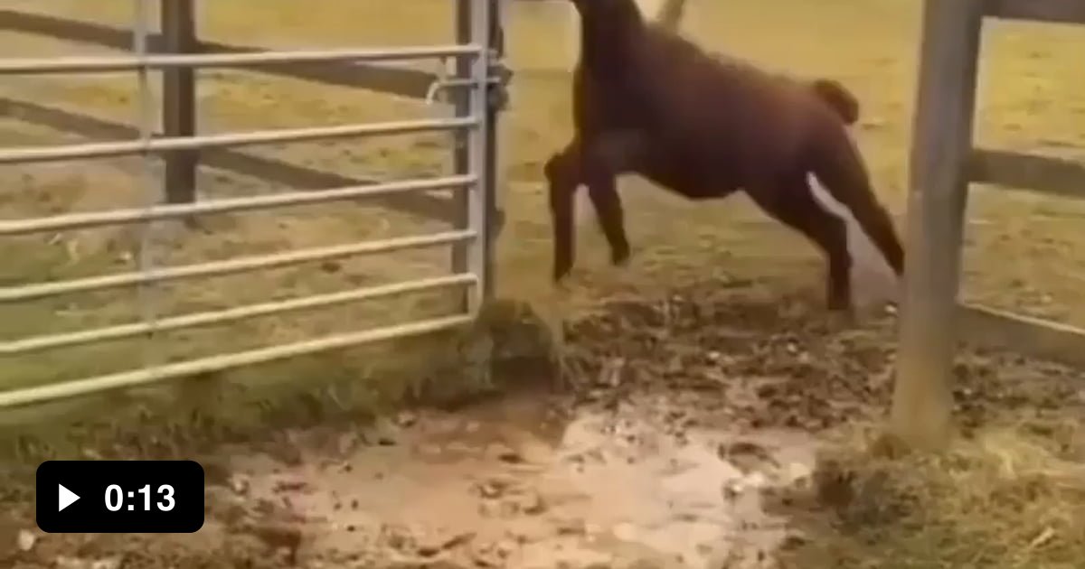 The last one with the extra fancy jump - 9GAG