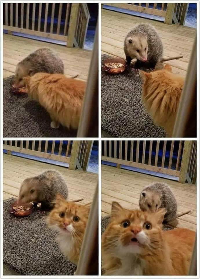 Poor kitty.. happy possum. - 9GAG