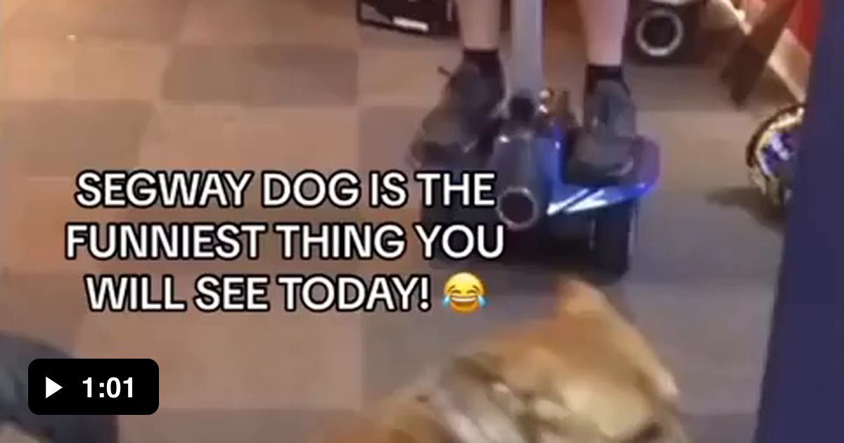 Teaching dog how to riding a segway - 9GAG