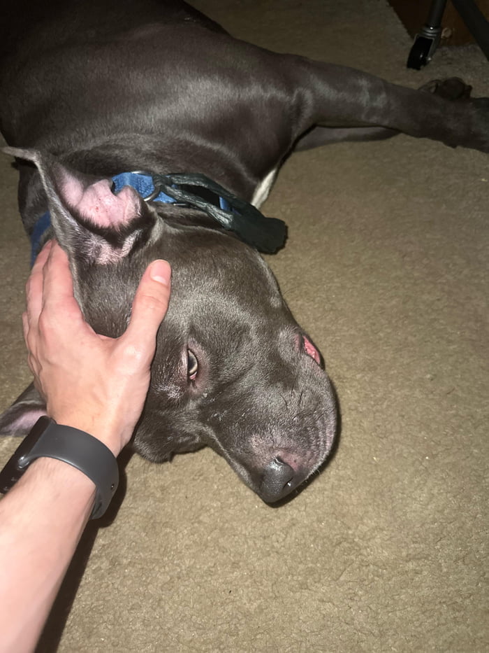 Blue nose always looks depressed 🥺 - 9GAG