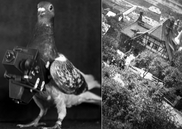 The Pigeon Camera With Picture Included. - 9GAG