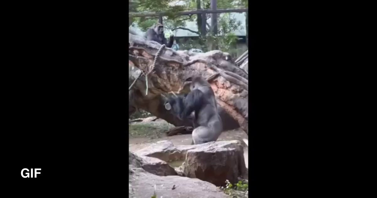 Haoko, Ueno(Tokyo) zoo's Silverback Gorilla positioning himself and ...