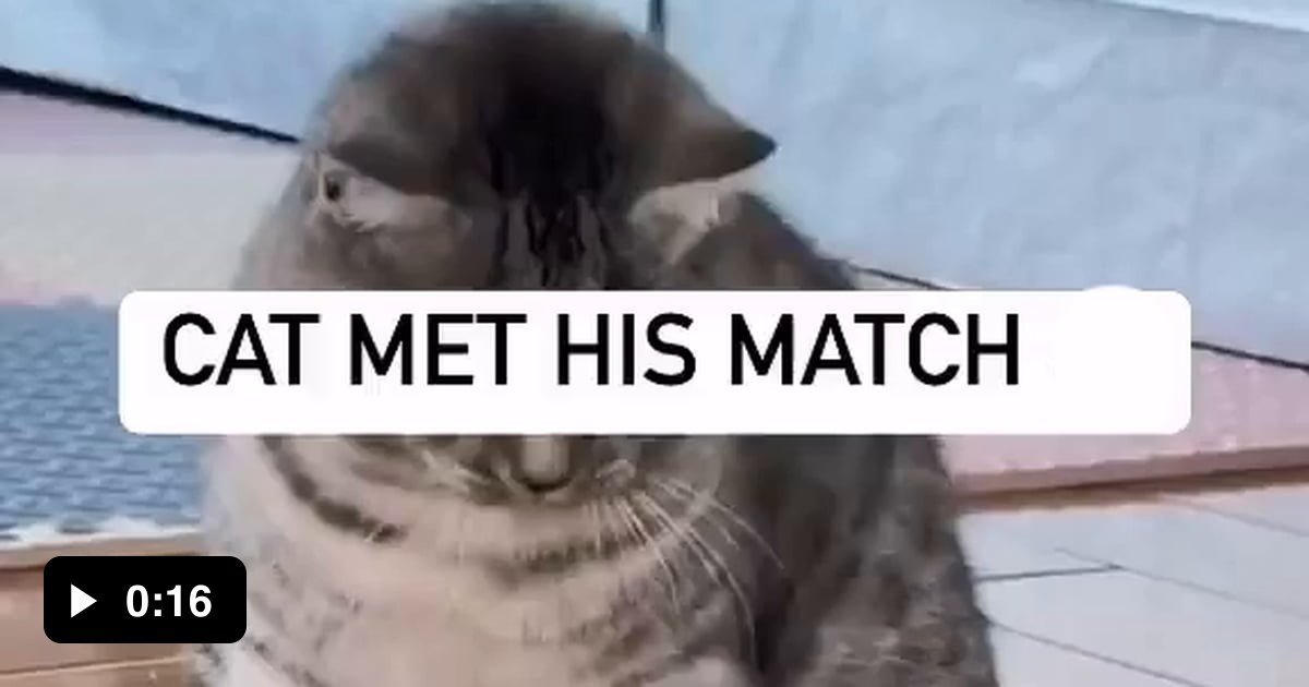 Catthew be like what d dog doin - 9GAG