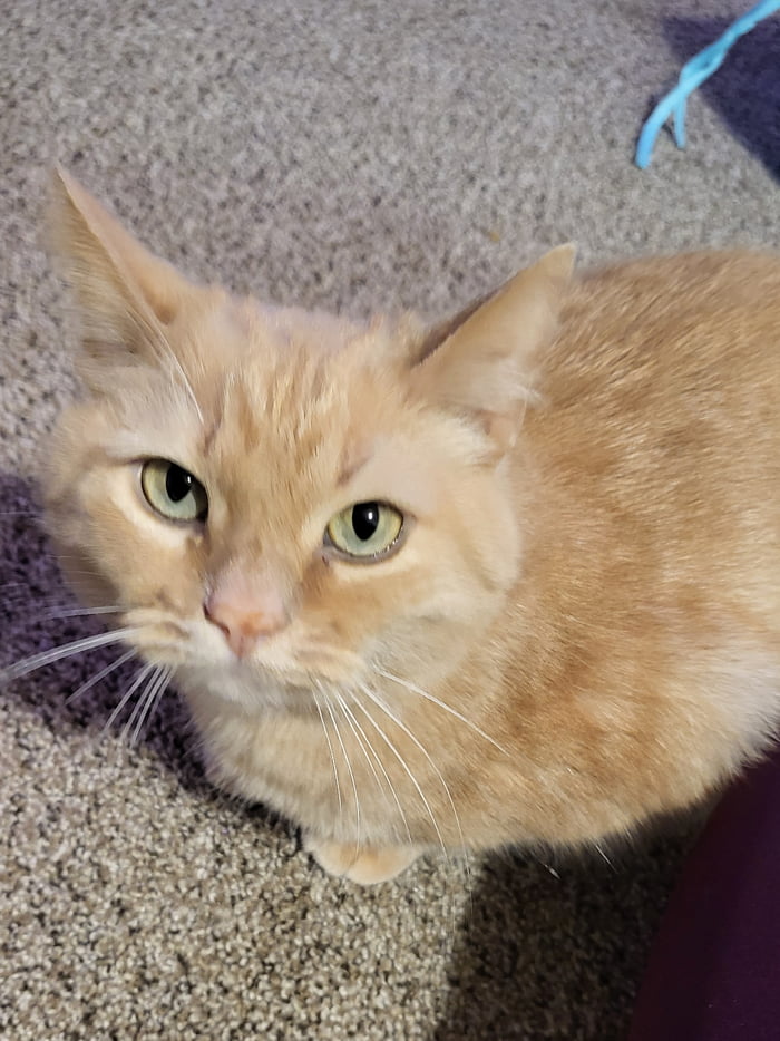 Penelope says hi - 9GAG