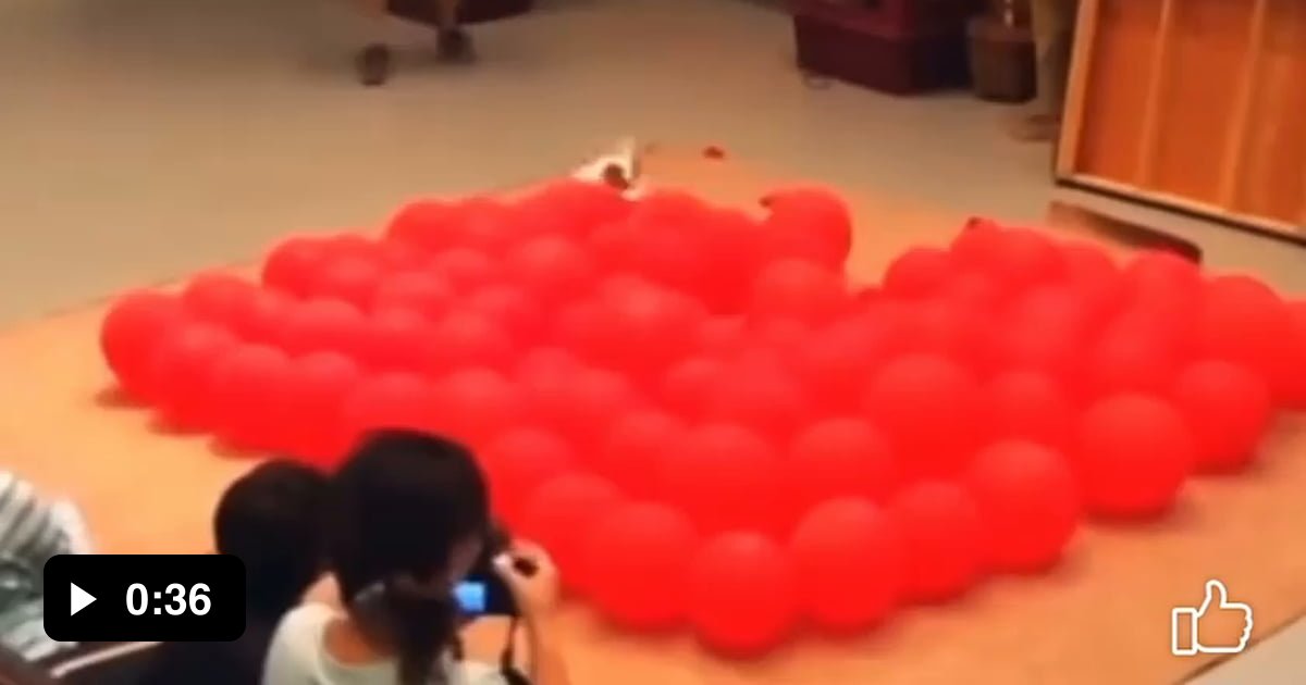Dog popping balloons - 9GAG