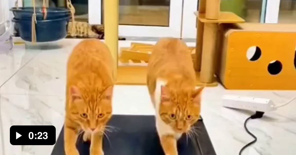 Self-organizing (SO) cats are the future. Unlike regular cats, SO cats ...