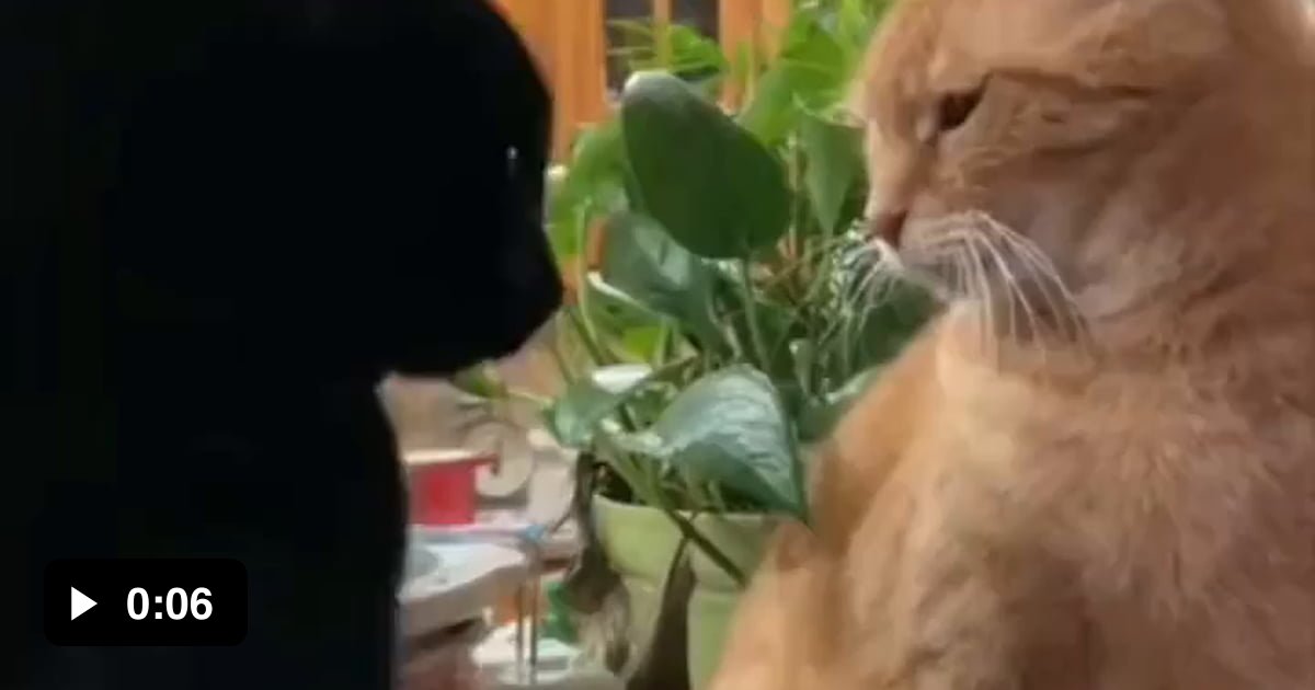 Cat love story - 9GAG