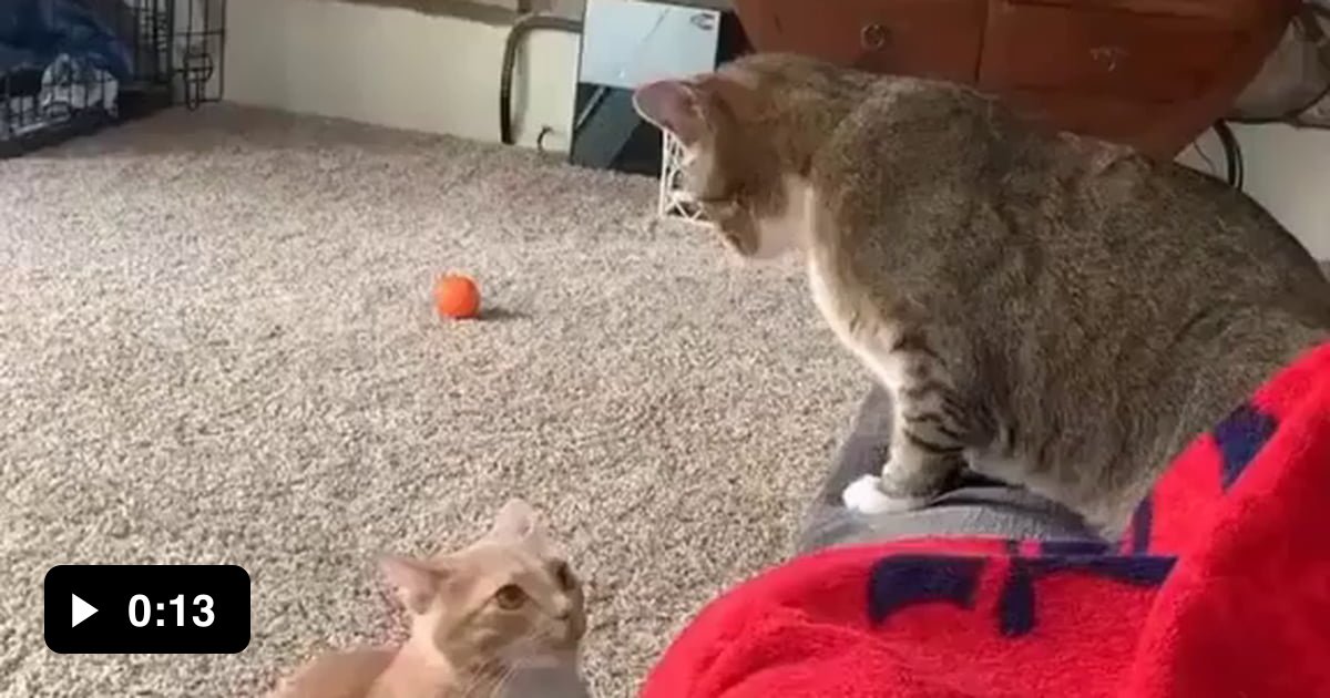 Catto watched too much TV - 9GAG