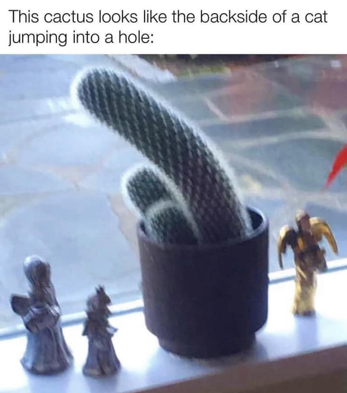 Kitty cat 🐈 - 9GAG