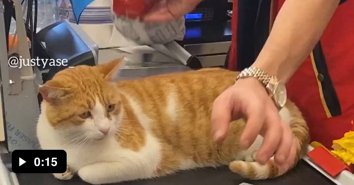 Cat cashier - 9GAG