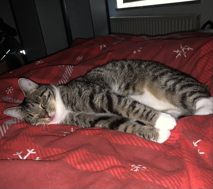 Lilly‘s mid-sleep stretch - 9GAG