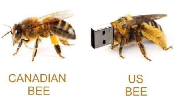Bees are friends - 9GAG