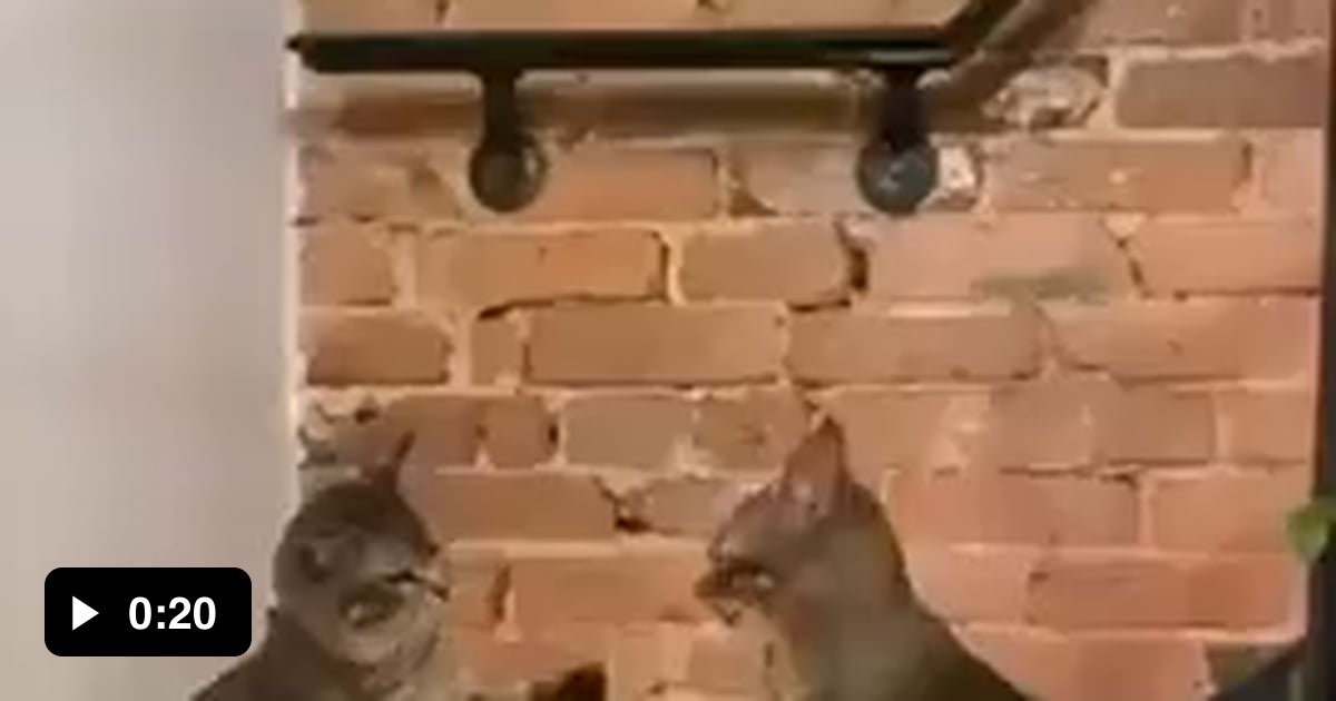 Synchronized cats - 9GAG