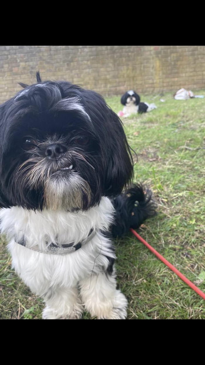 Love his teeth - 9GAG