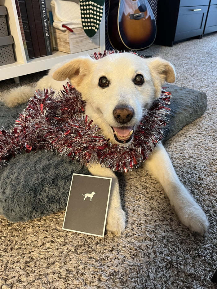 Bailey is 14 and thriving! She wishes you all the happiest of holidays ...
