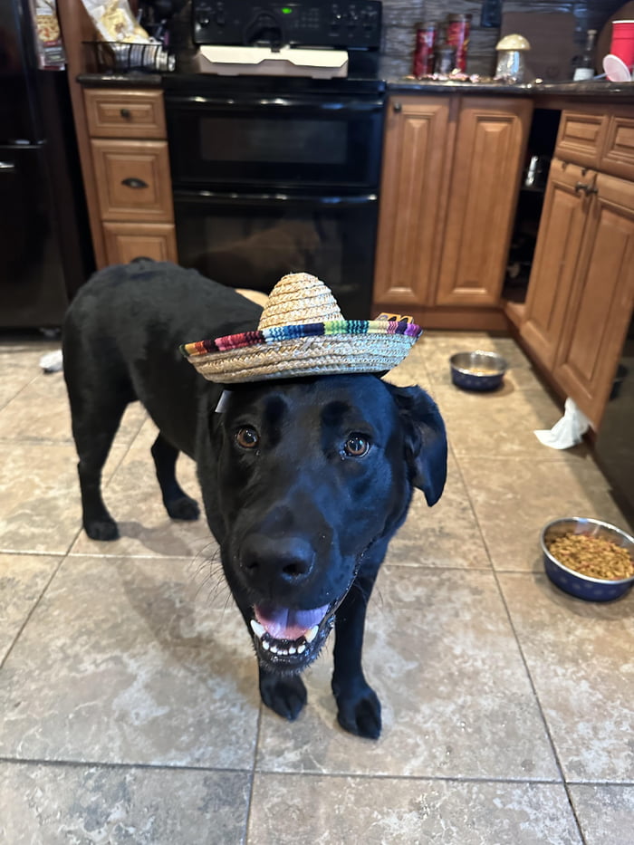 BLACK DOGGY!!!! - 9GAG