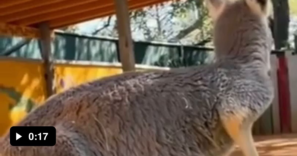 Baby roo and it’s mamas pouch - 9GAG