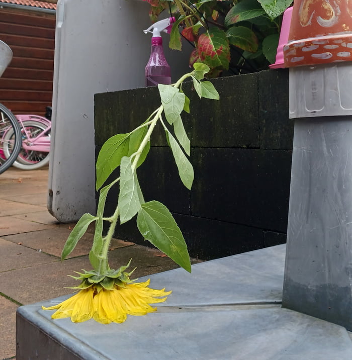 My current state? Sunflower. - 9GAG