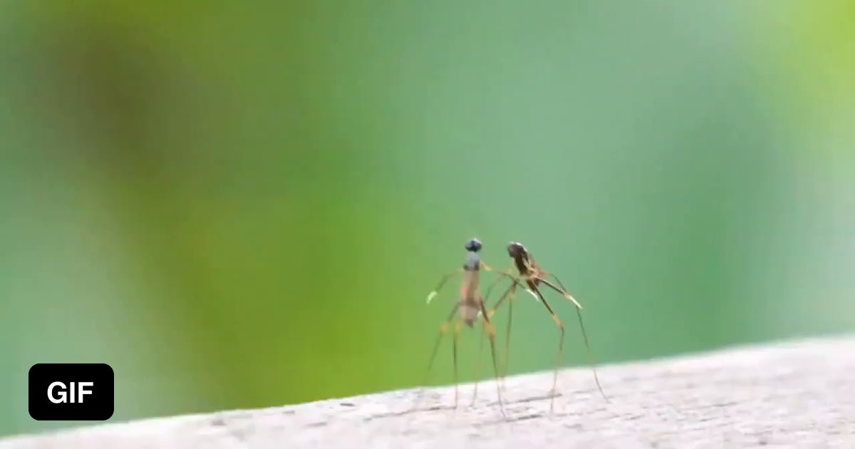 Bugs have a T-pose battle. - 9GAG