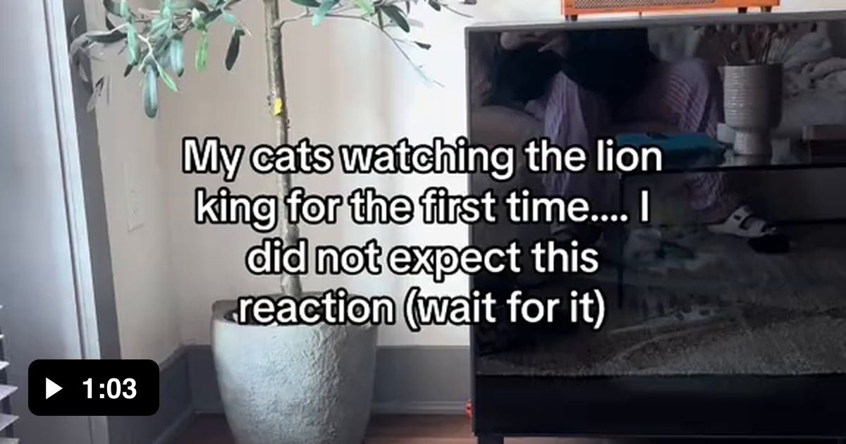 Did we just witness the cat can understand the movie and sympathise ...