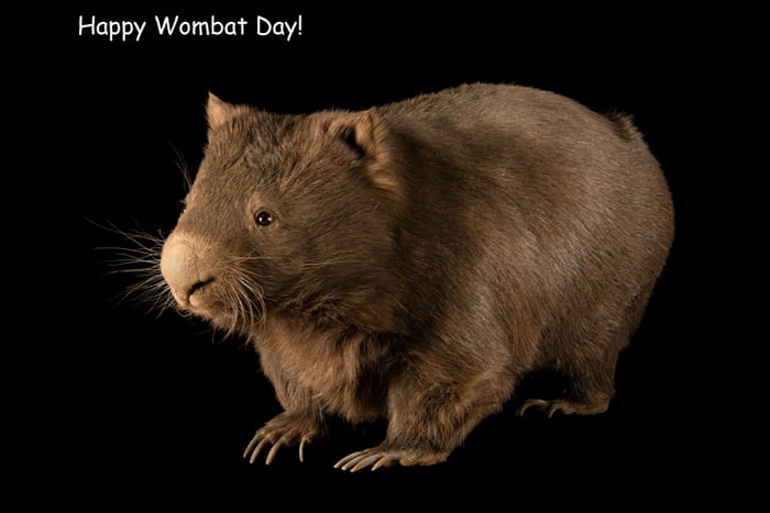Now go hug a wombat! - 9GAG