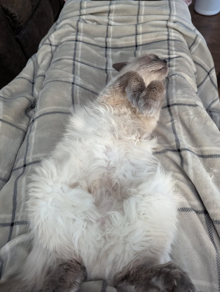 So much floof! - 9GAG