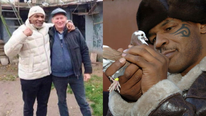 Just a Mike Tyson, spotted in some small village in Poland where he ...