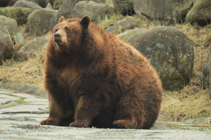 Very big and fluffy bear - 9GAG