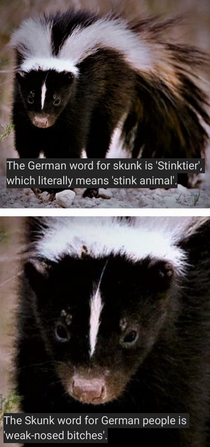 Skunk beef - 9GAG