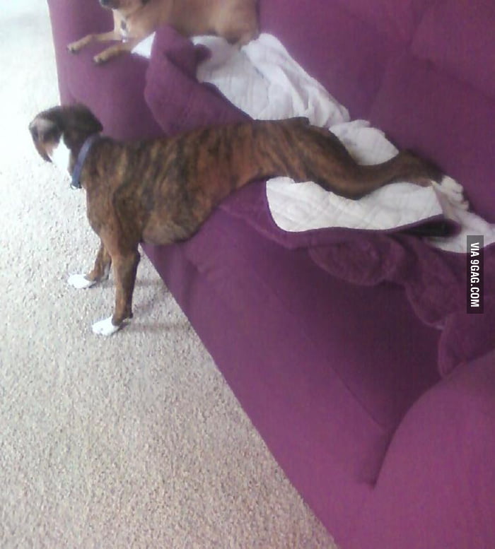 My dog is very indecisive - 9GAG
