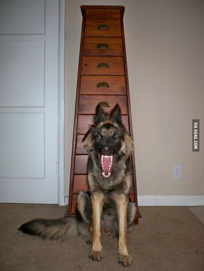 If you think a cat mid-yawn looks weird... - 9GAG