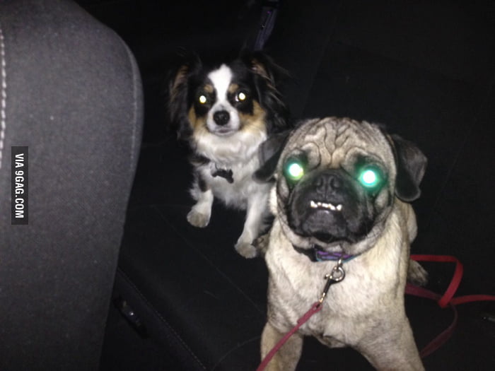 I think my pug is an alien. - 9GAG