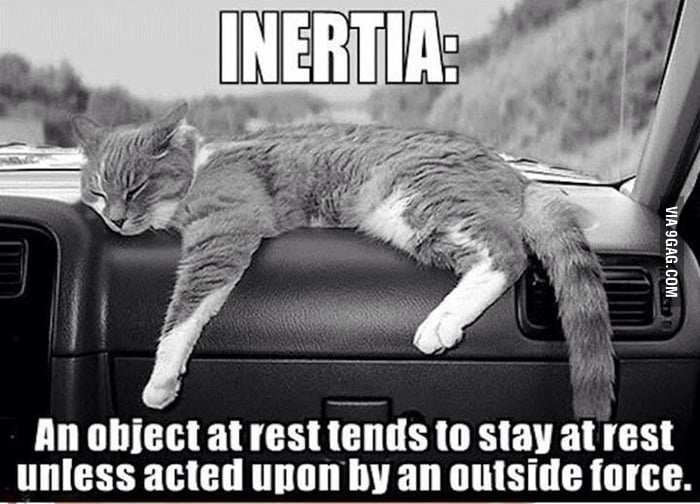 Cats. The perfect example for inertia. - 9GAG