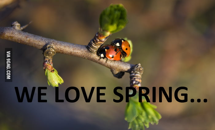 We love spring - 9GAG