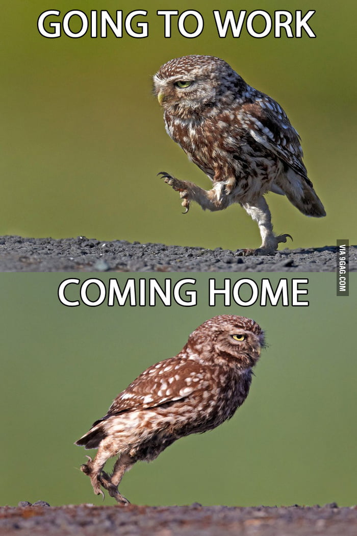 This owl is really expressive. - 9GAG