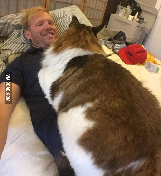 Meet Samson the 28 pound (12-13kg) Maine Coon Cat - 9GAG