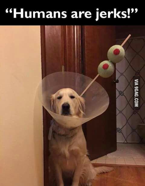 Y u do dis hooman ?? - 9GAG
