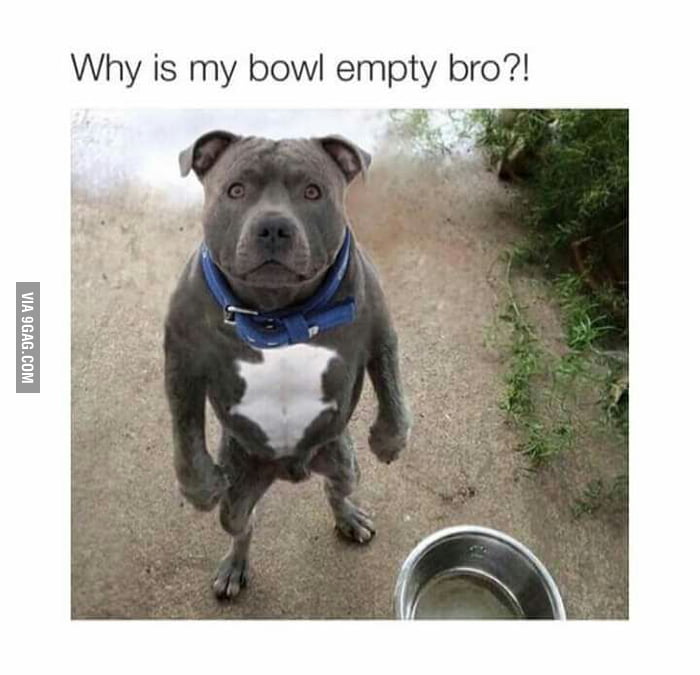 Why is my bowl empty bro?! - 9GAG