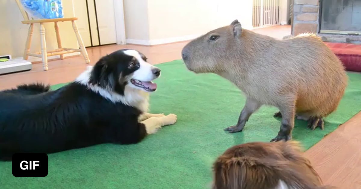 Dog and capybara - 9GAG