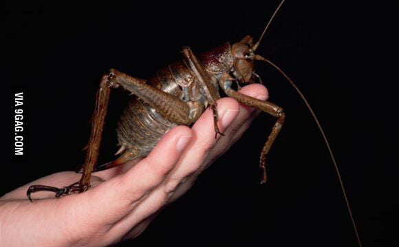 Big old nope from South Africa "Parktown Prawn" - 9GAG