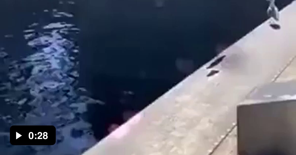 Dolphin trolling seagull - 9GAG