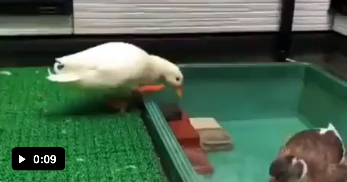 What the flipping duck?! - 9GAG