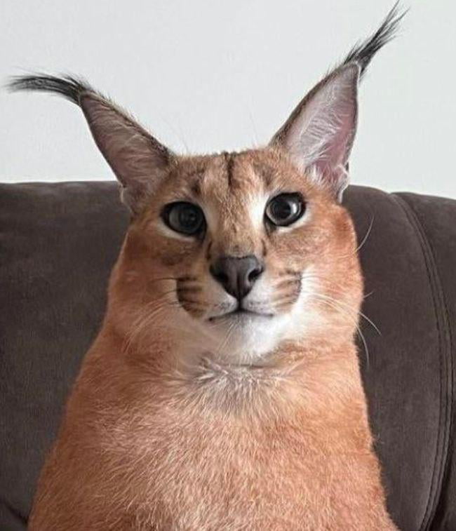 Yet another floppa - 9GAG