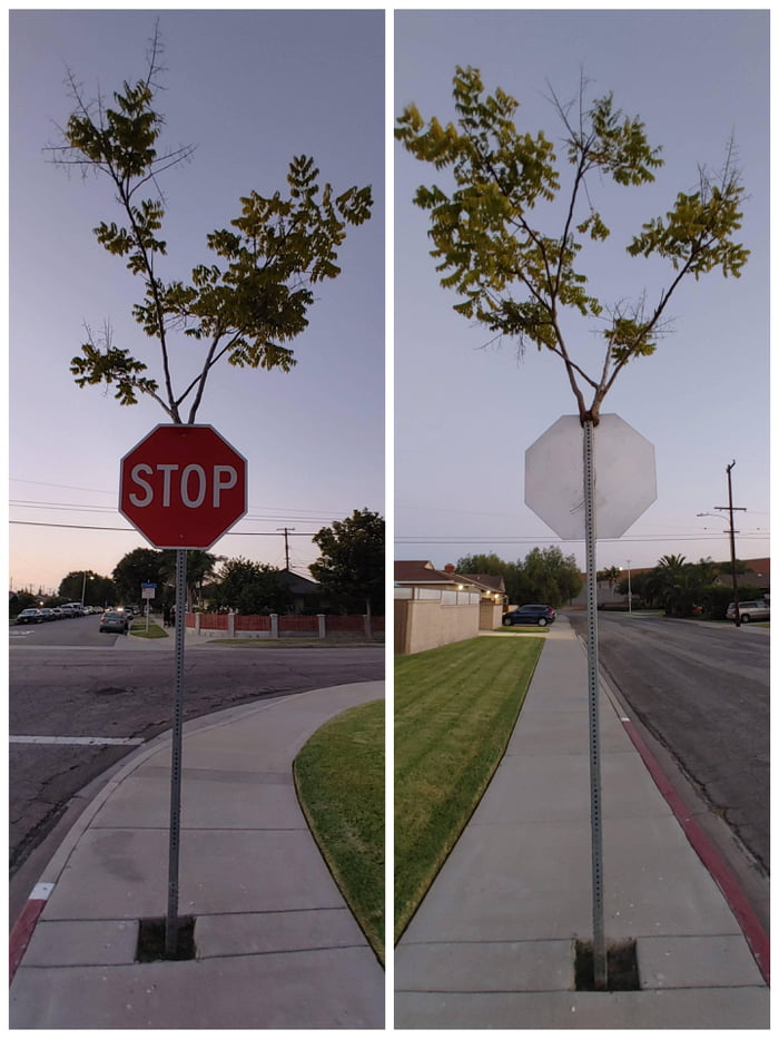 This tree grew inside of a stop sign - 9GAG