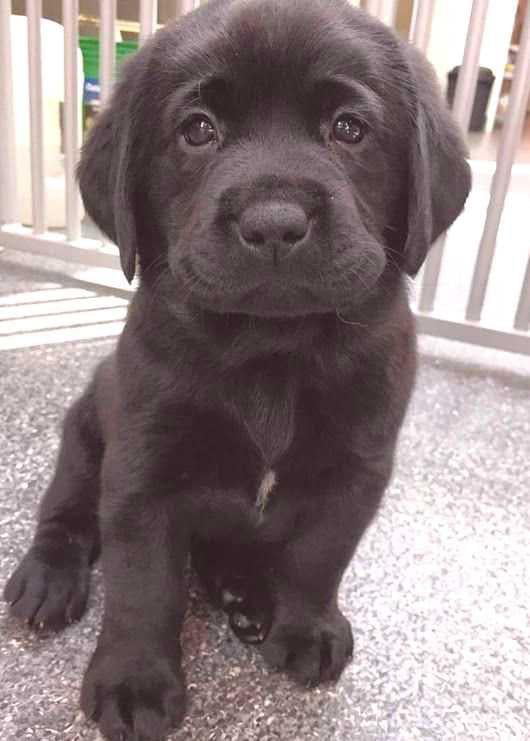 Labrador Retriever Puppy - 9GAG