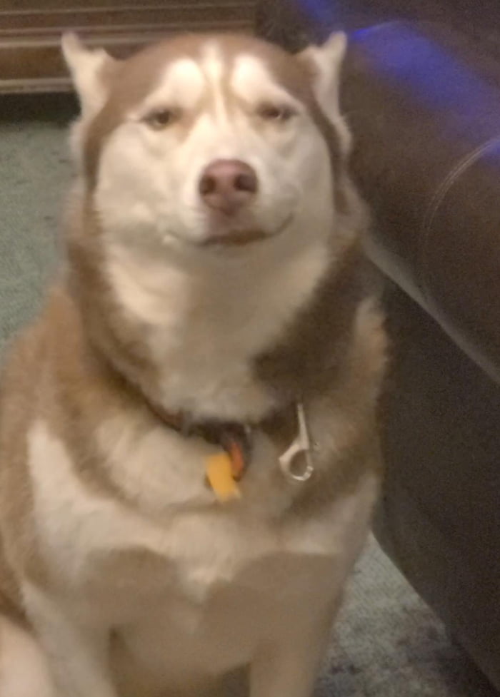 Rare doggo smirk - 9GAG
