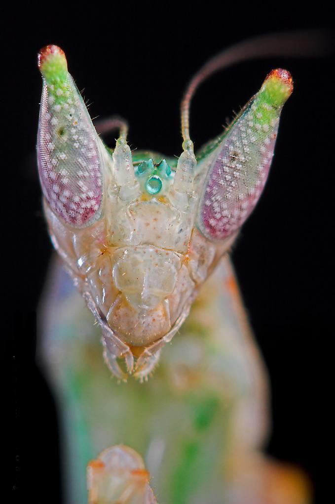 Close up of Hymenopus coronatus aka the orchid mantis. They are ...