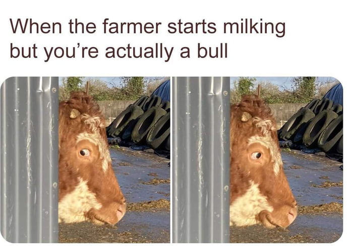 Holy Mooo - 9GAG