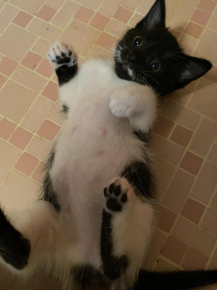 Those toe beans!!! - 9GAG