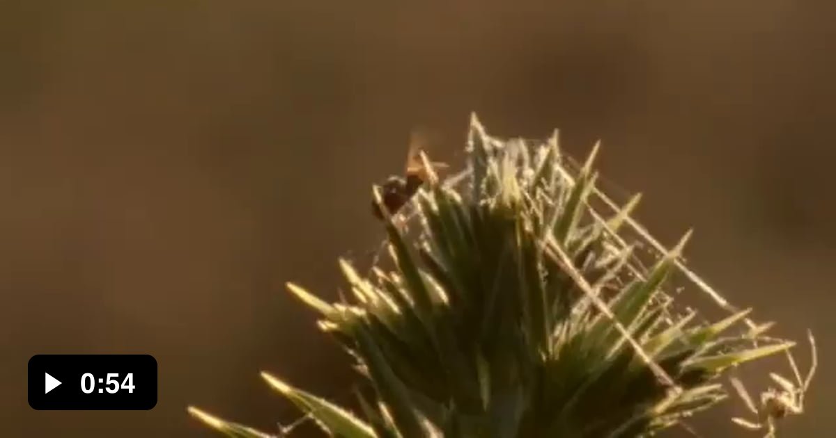 This is how spiderlings fly away to avoid competing for resources with ...